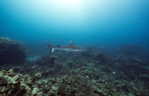 Diese 8 Haie in Hurghada solltest Du kennen | Freitauchen Lernen